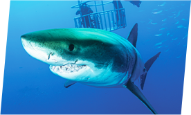 Great White Sharks of Guadalupe Island | Go face to face in crystal ...