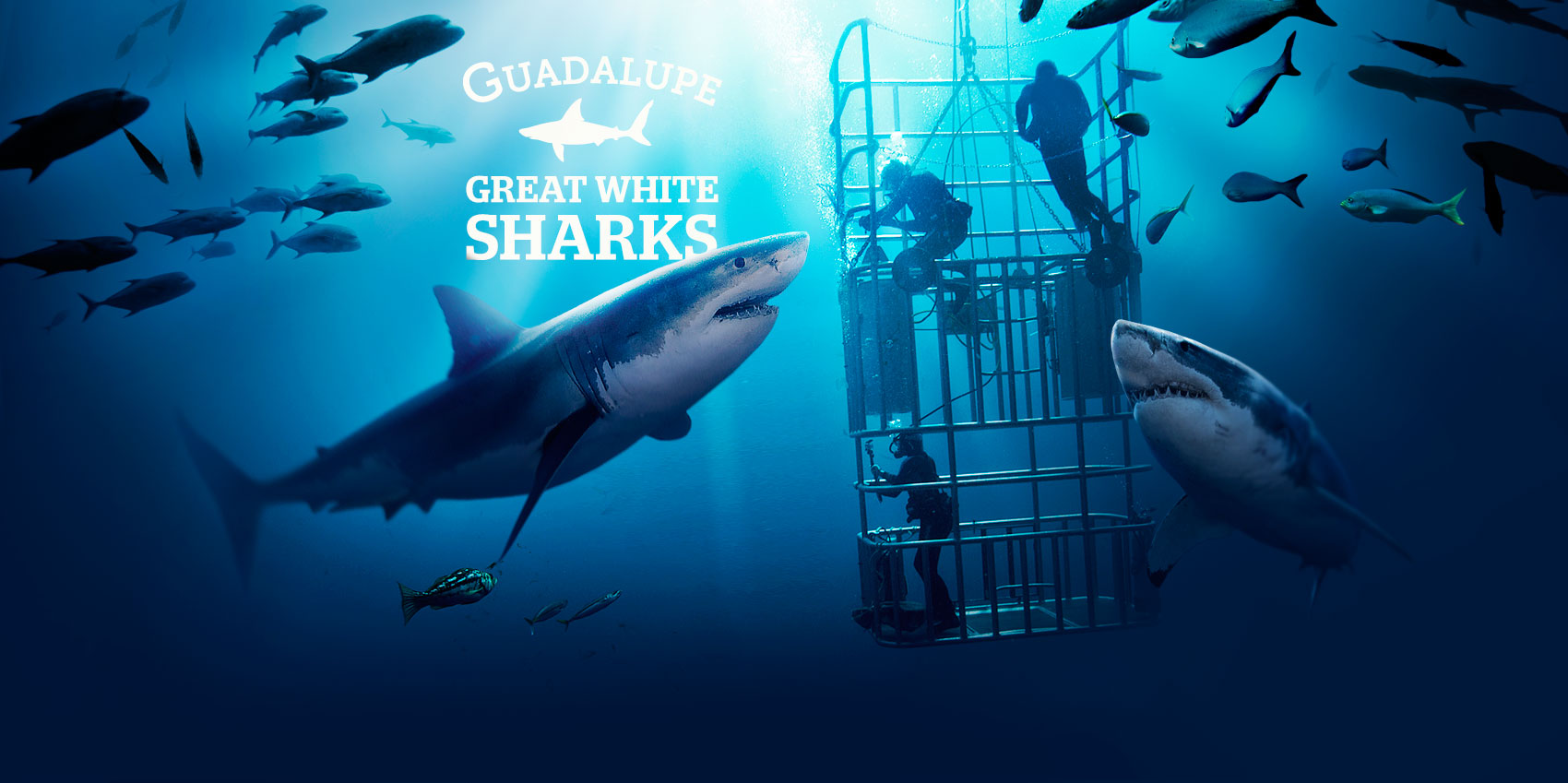 Great White Sharks of Guadalupe Island | Go face to face in crystal ...
